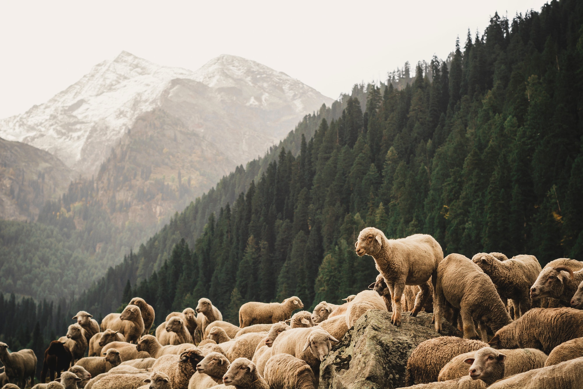 When Do Christ’s Sheep Become His Sheep? - Church Bulletin Inserts